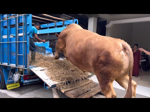PROSES MUAT SAPI KURBAN RAKSASA BRAVO SETIA FARM NAIK TRUK OLENG ‼️🔥🔥🔥