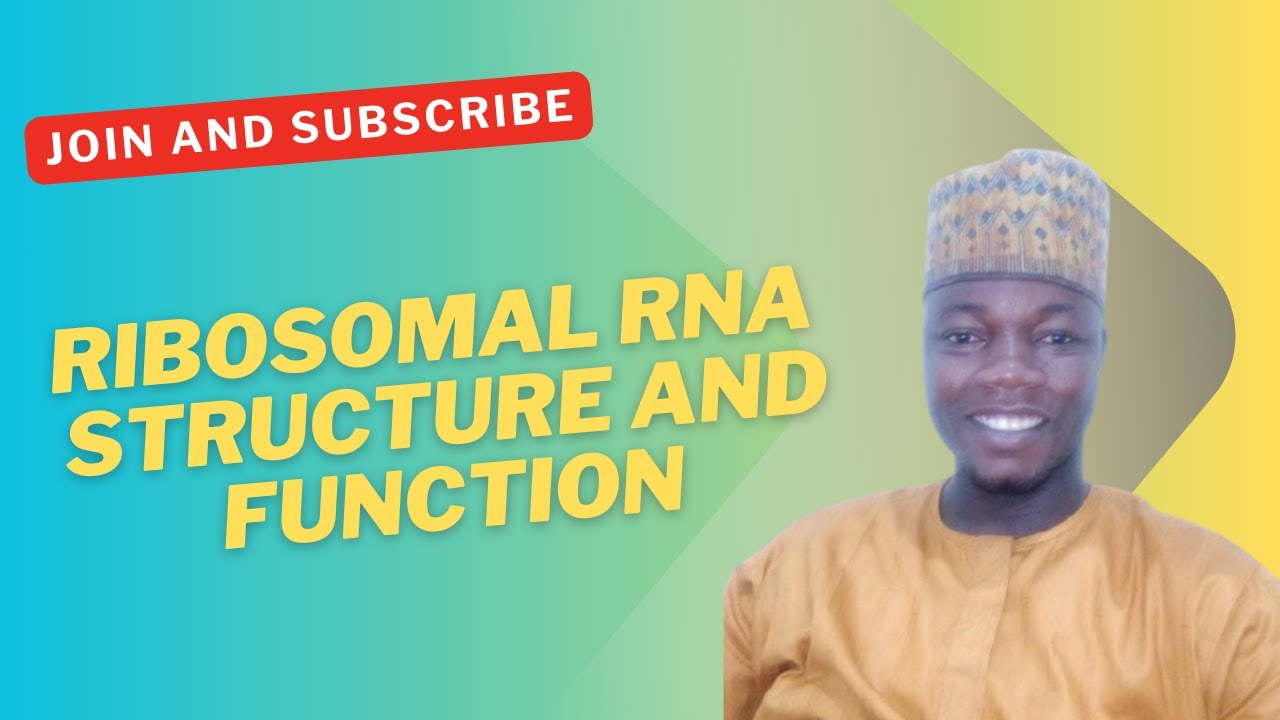 Ribosomal RNA Structure and Function - YouTube