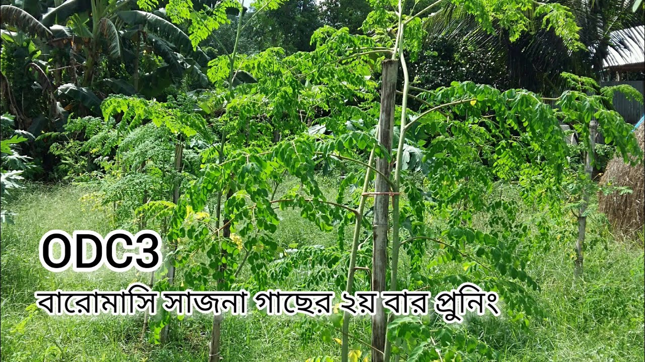সাজনার ২য় বার প্রুনিং। Second pruning of odc3 drumstick - YouTube