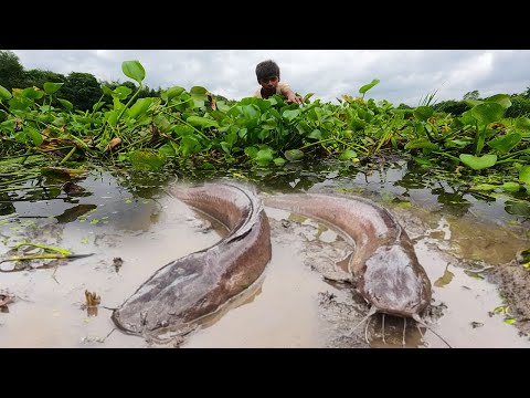 Smart River Fishing- The Boy Catch Big Catfish By Hand In Big River ...