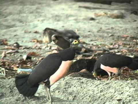 Maleo Nesting in Sulawesi - YouTube