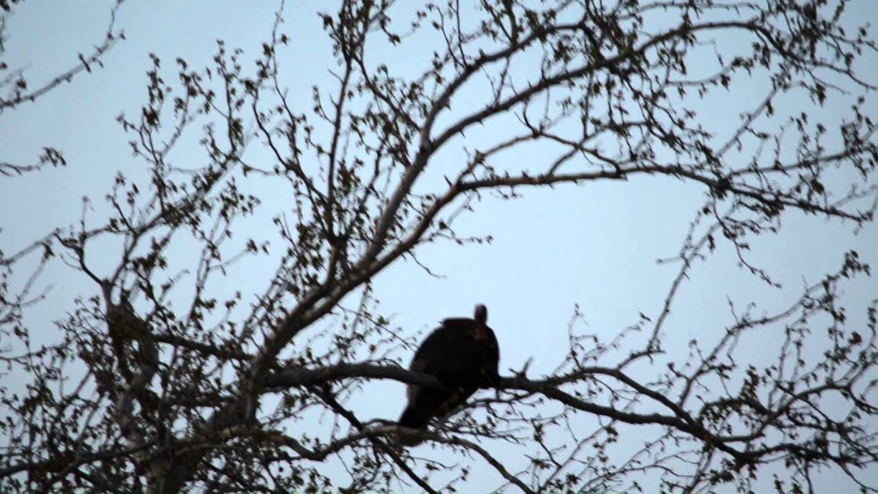 Wild Turkey In a Tree - YouTube