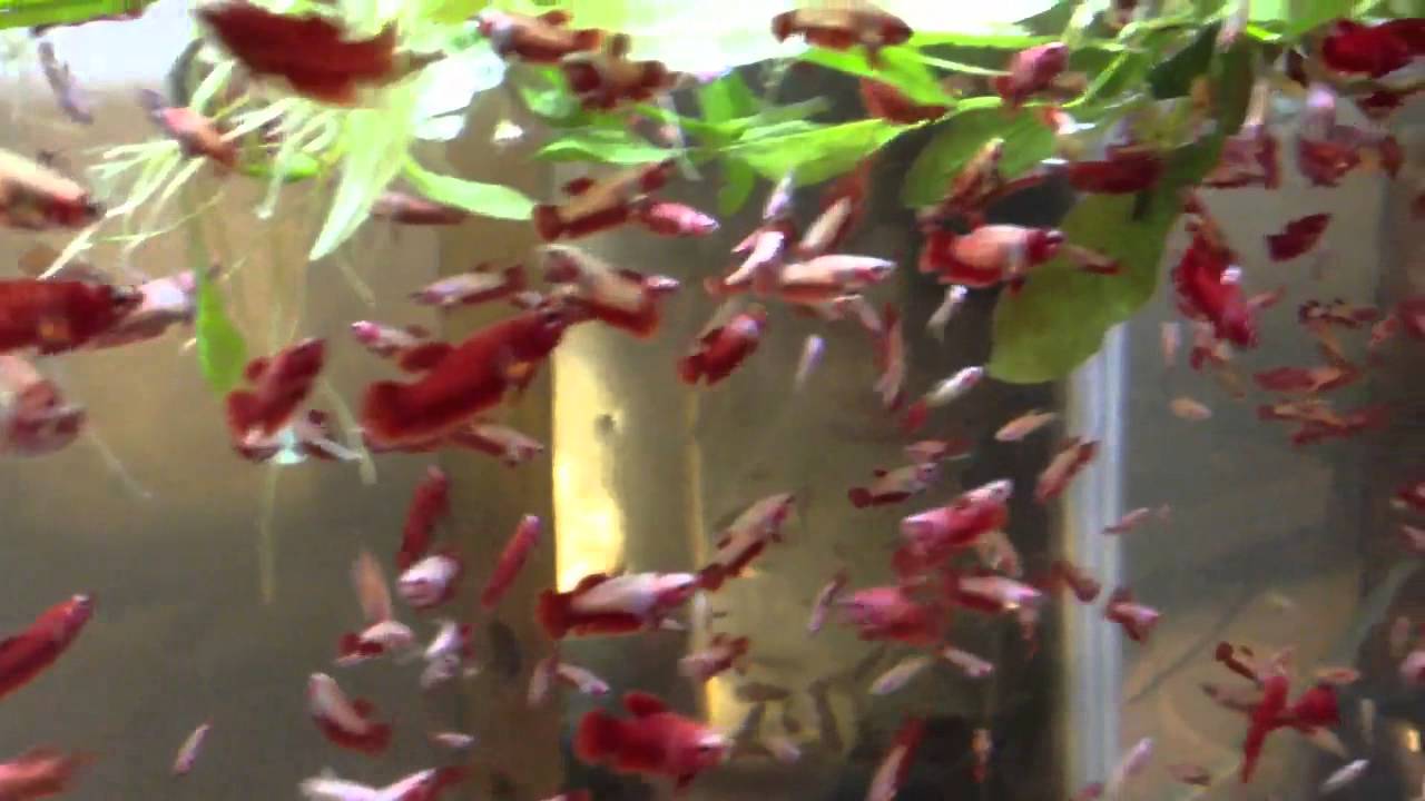 Betta spawn update 9-24-13 - YouTube
