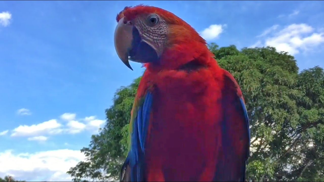 Florencia Caqueta Colombia | Travel 2 - YouTube