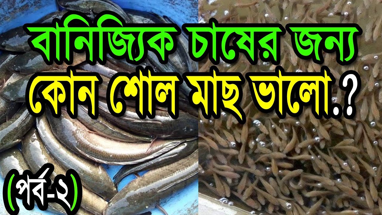 শোল মাছ চাষ পর্ব ২। মোবাইলঃ 01751-364583. Snakehead fish farming part 2 ...