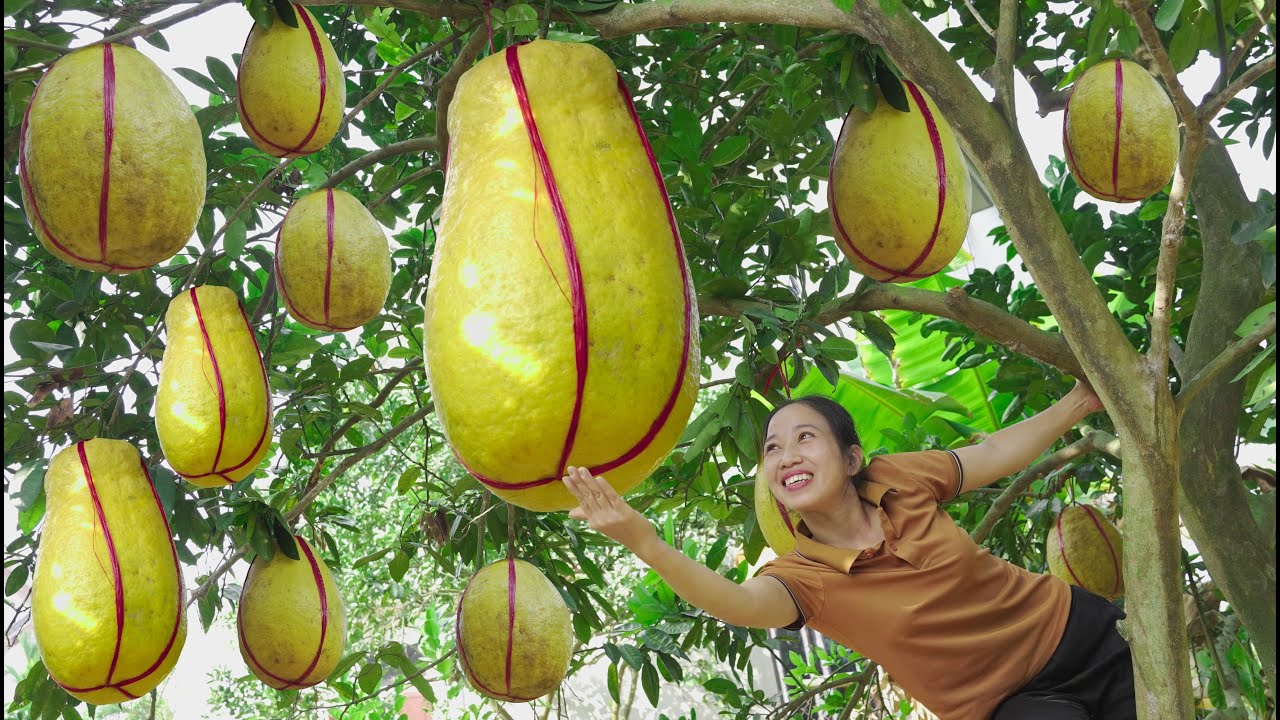 Harvesting Ky Da Grapefruit (Bong) - The World's Largest Grapefruit ...