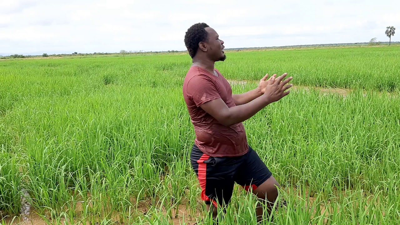 FULSA YA KILIMO CHA MPUNGA + Kukumbushana na kujikinga na Corona - YouTube