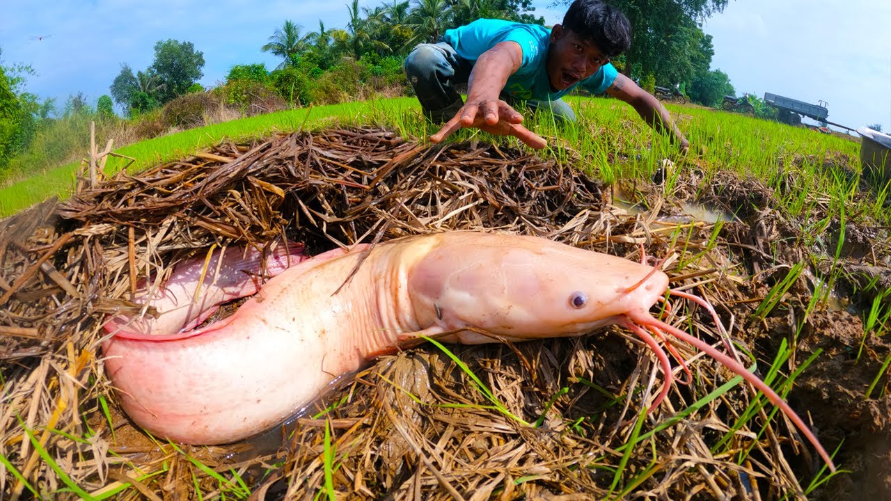 Best Fishing Skills! a smart fisherman catch a lot of fish in field by ...