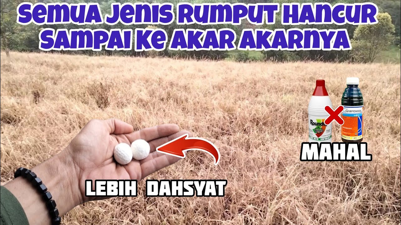 Semua Jenis Rumput Hancur Sampai Ke Akar akarnya - YouTube