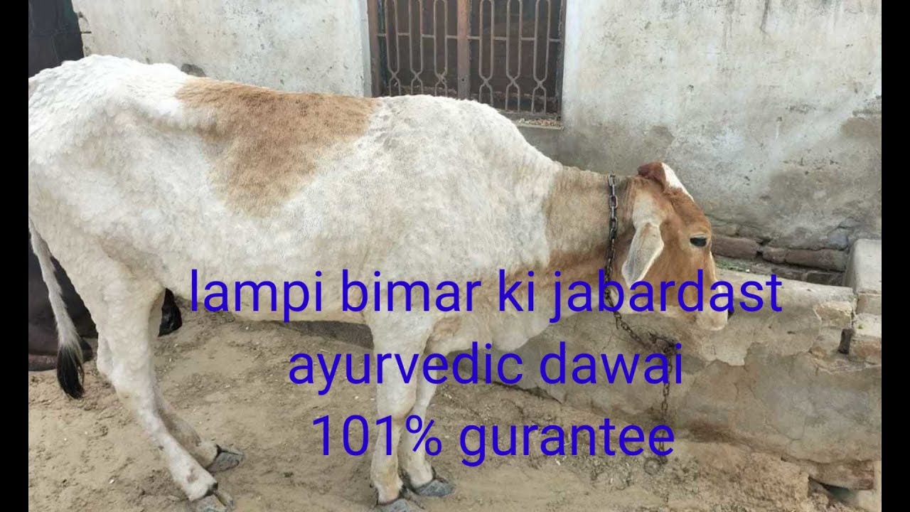 lampi Bimari ka number 1 desi Ilaaj 100% Kharghar - YouTube