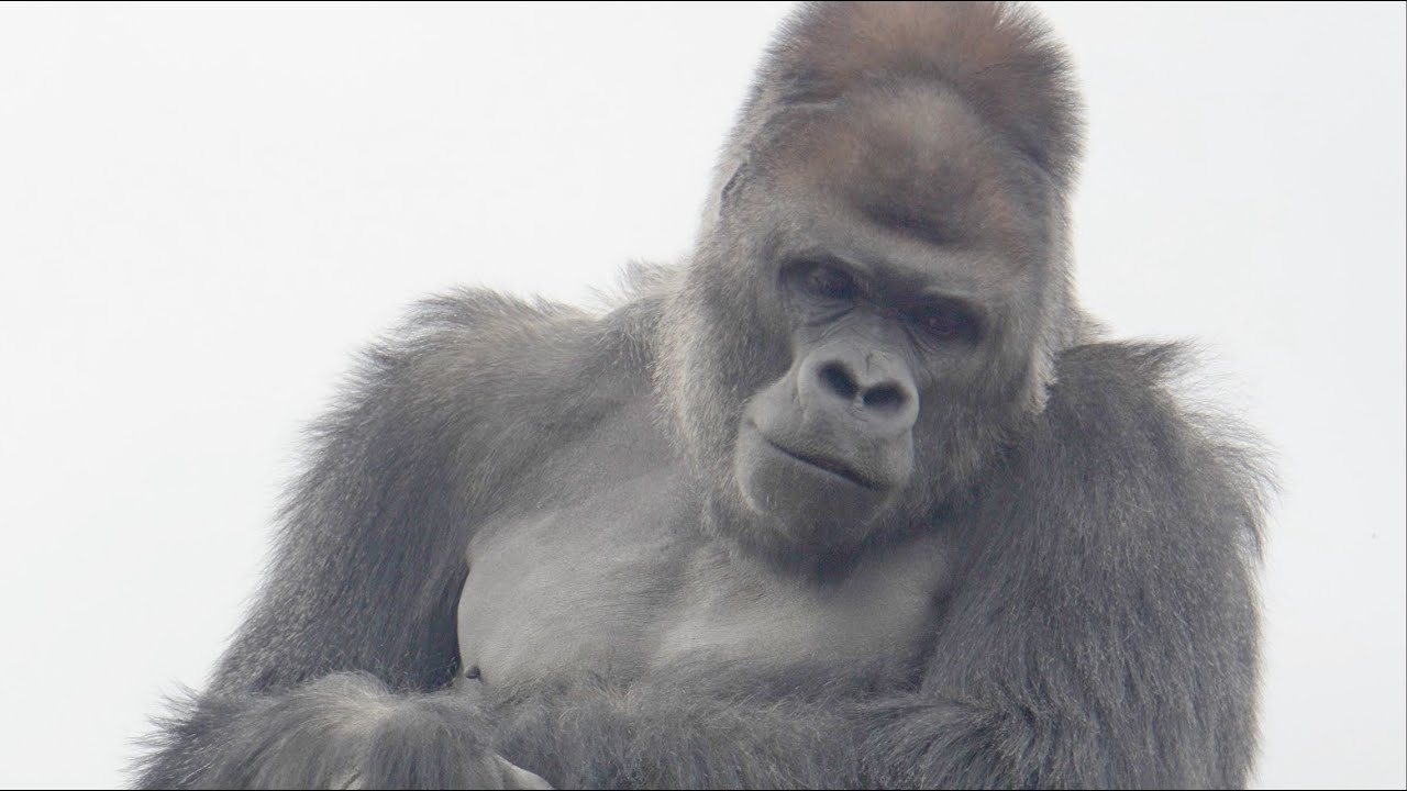 Silverback father gorilla cannot rest because his son is too energetic💦 ...