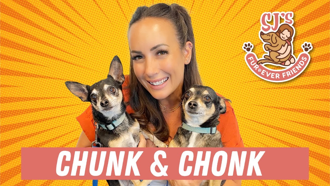 SJ's Fur-Ever Friends: Meet Chonk & Chunk - YouTube