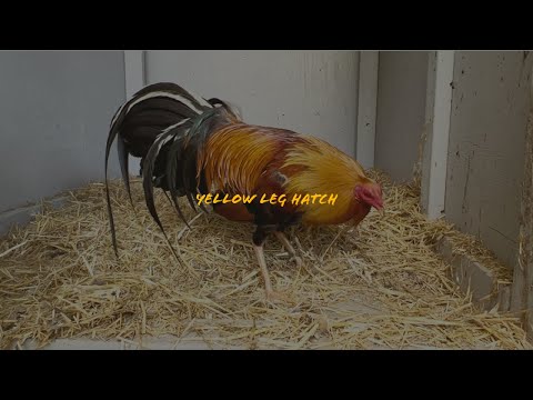 Yellow Legged Brood Cock With A Good Attitude!! #gamefowlnation # ...