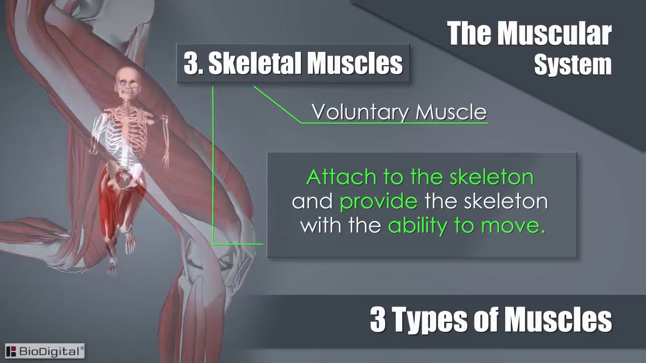 The Muscular System Explained In 6 Minutes - YouTube