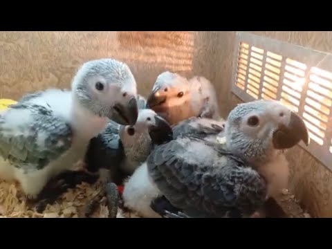 Cute African Grey Parrot Chicks - YouTube