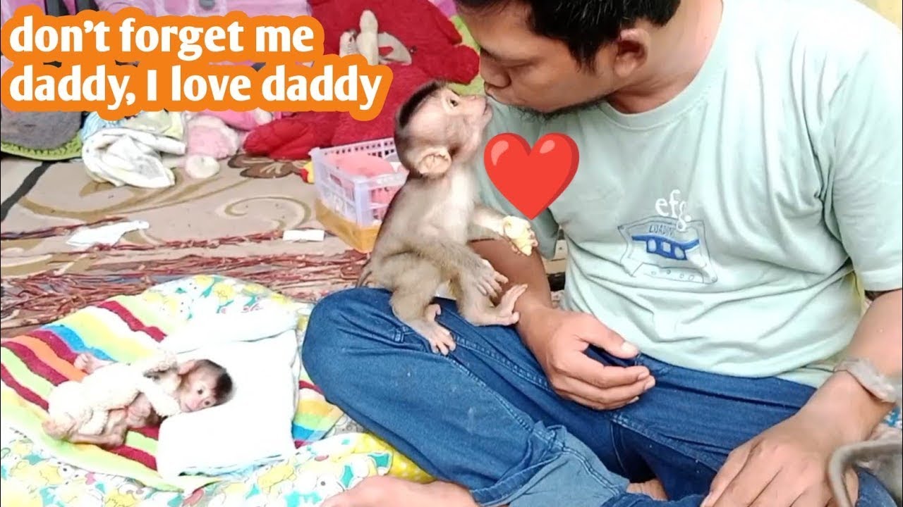 Mino shows his love for his father in front of the newborn baby monkey💕 ...