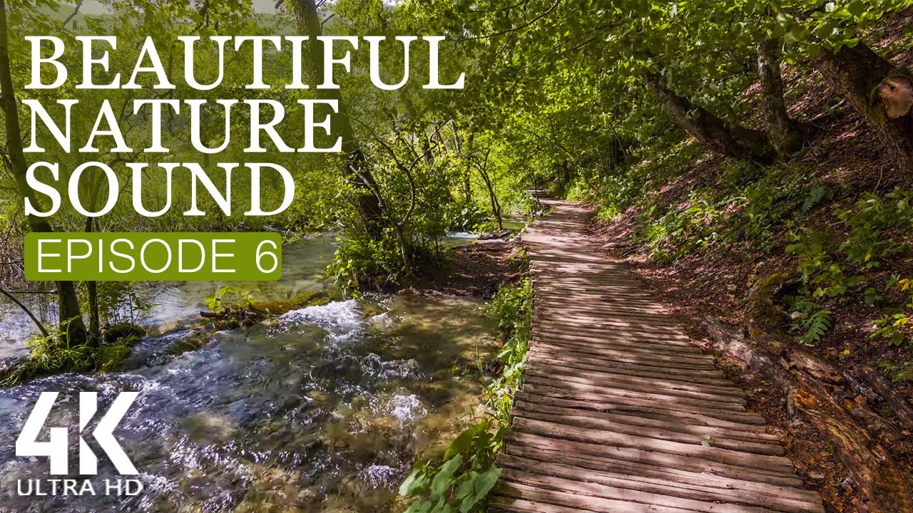 8 HRS Soothing Bird Songs + Gentle Water Sounds for Relaxation - 4K ...