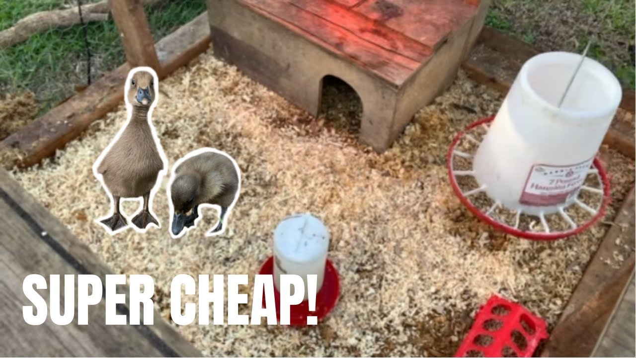 Building a CHEAP Duck Setup! (first time swimming) - YouTube