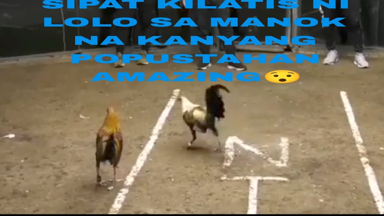SIKRITU NI LOLO SA PAGPILI NG MANOK NA PUPUSTAHAN SA SABUNGAN AMAZING😯😯 ...