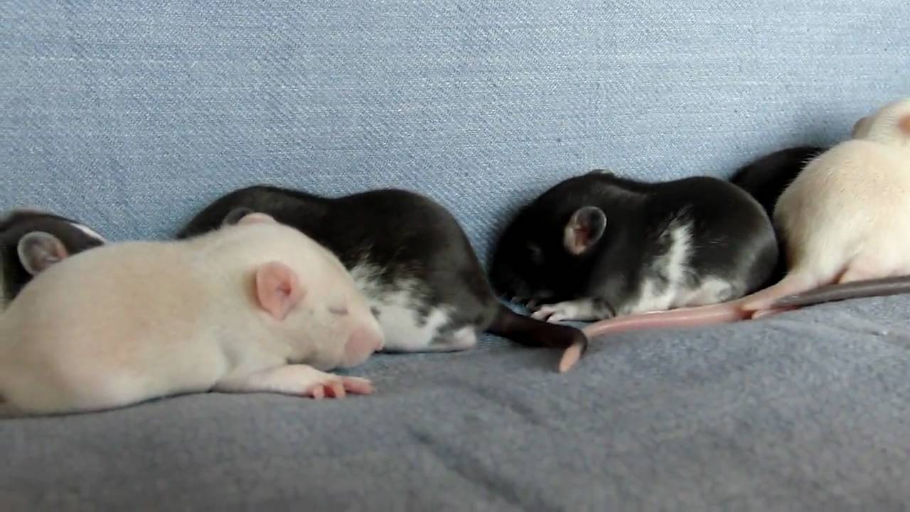 Rattenbabies - YouTube