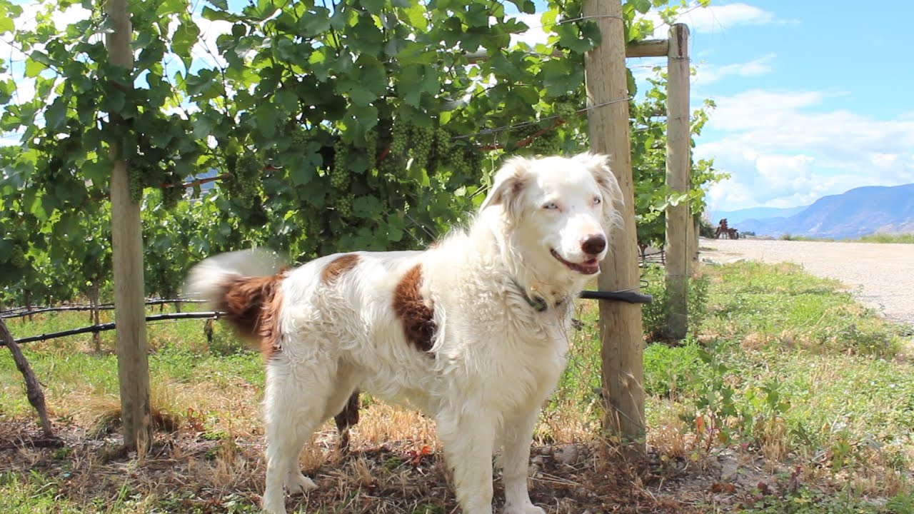 Winery dogs - YouTube