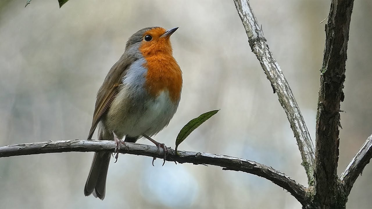 A Robin Singing - YouTube