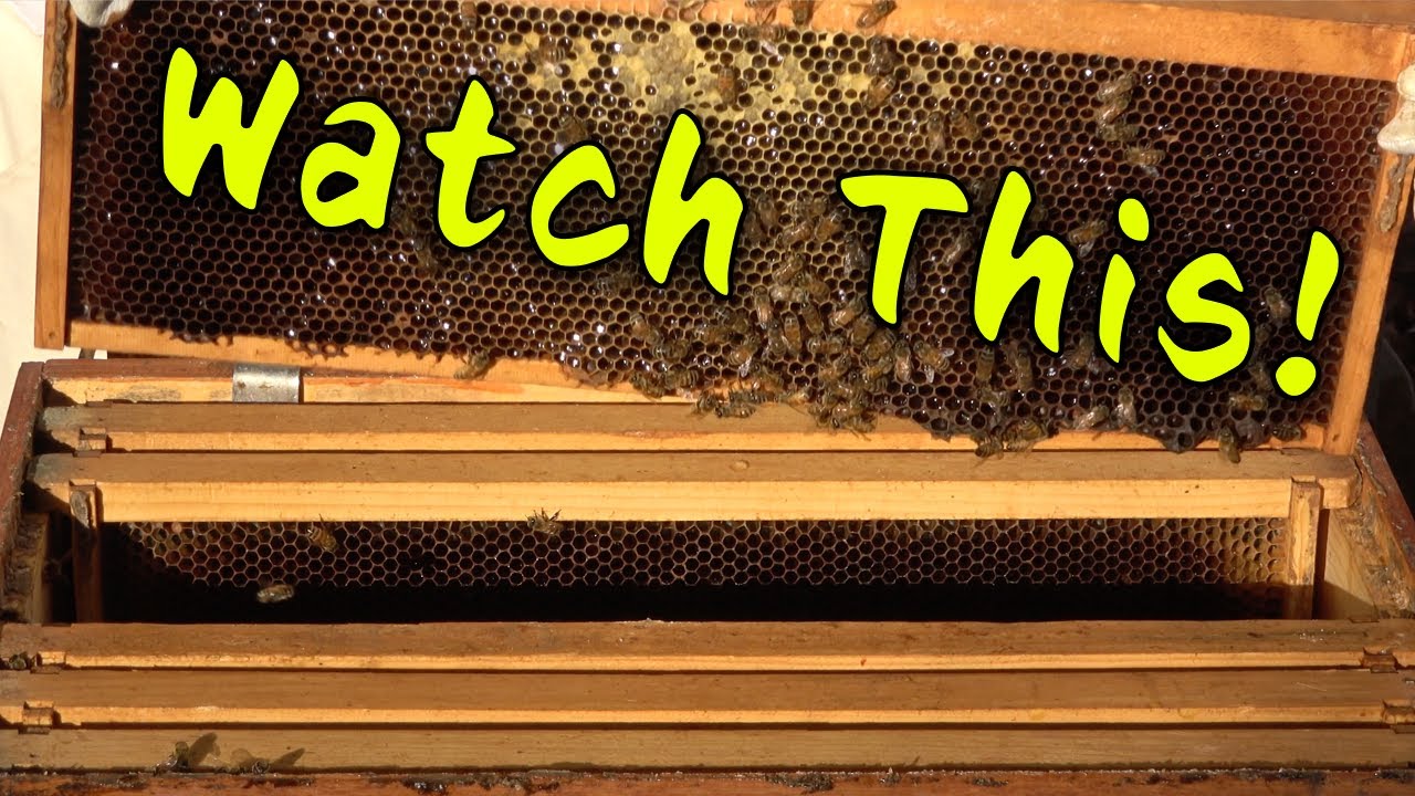 Please Watch The HONEYBEES for Me! #beekeeping #beehives #bees #honey # ...