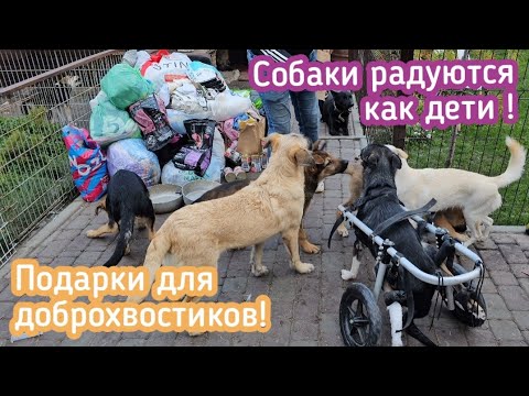 💔Приют выживает как может благодаря помощи людей/помогите спасти ...