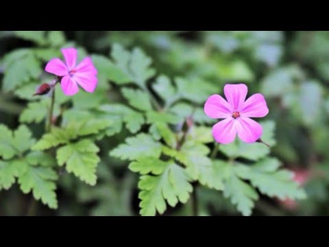 Napraznicul, un "medicament" al naturii /planta medicinala - YouTube