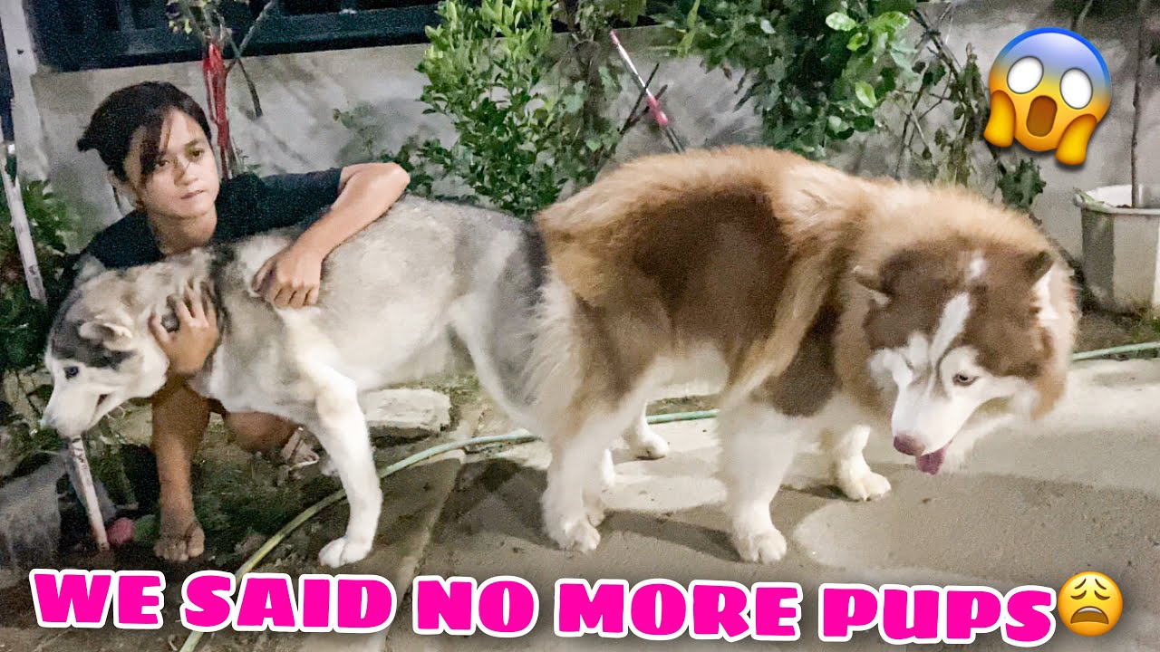 They Did It Again! | WE CLEARLY SAID NO MORE PUPPIES FOR NOW BUT ...