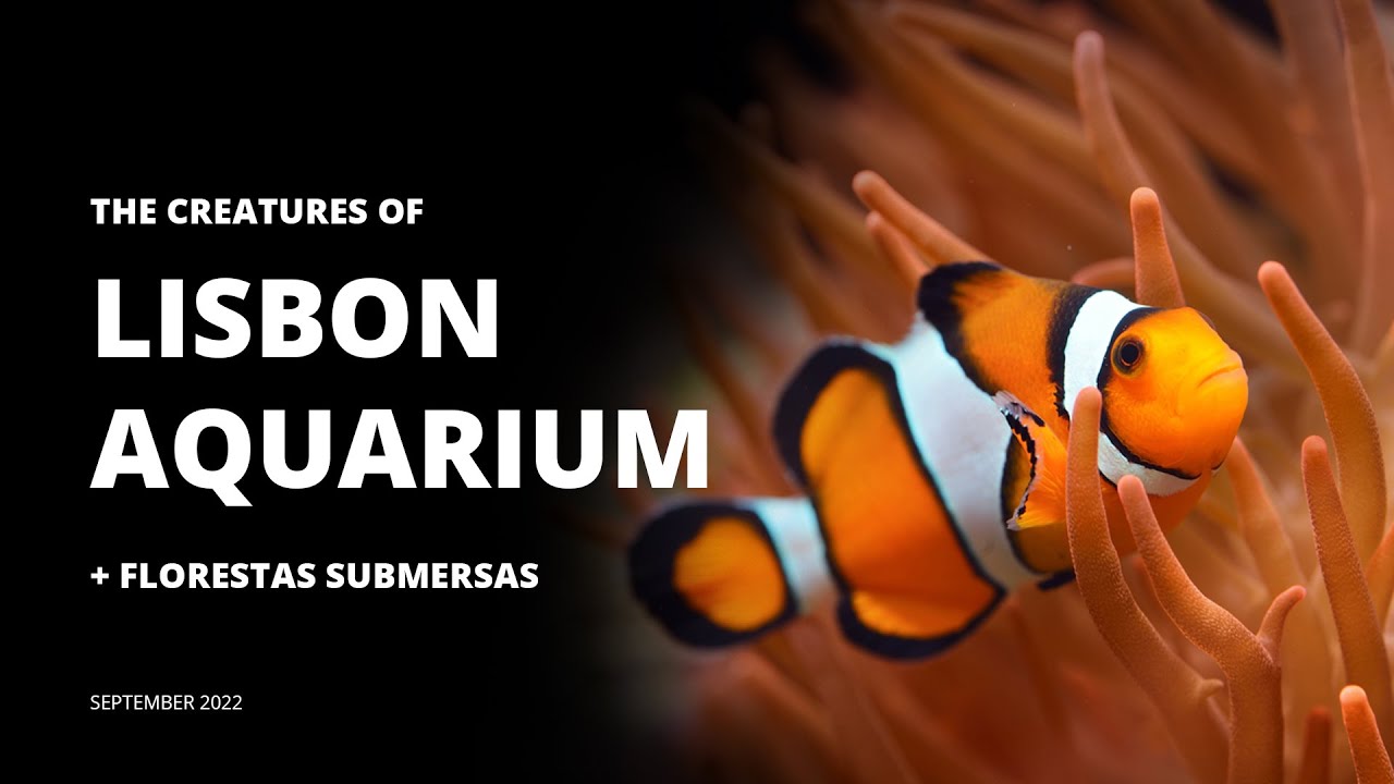 Lisbon Aquarium - Relaxing Cinematic Tour of Oceanario de Lisboa - YouTube
