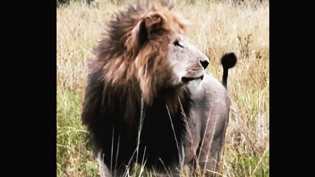 Huge Black Mane Lion King | Chongo Bilasshaka Male Lion of Masaimara ...