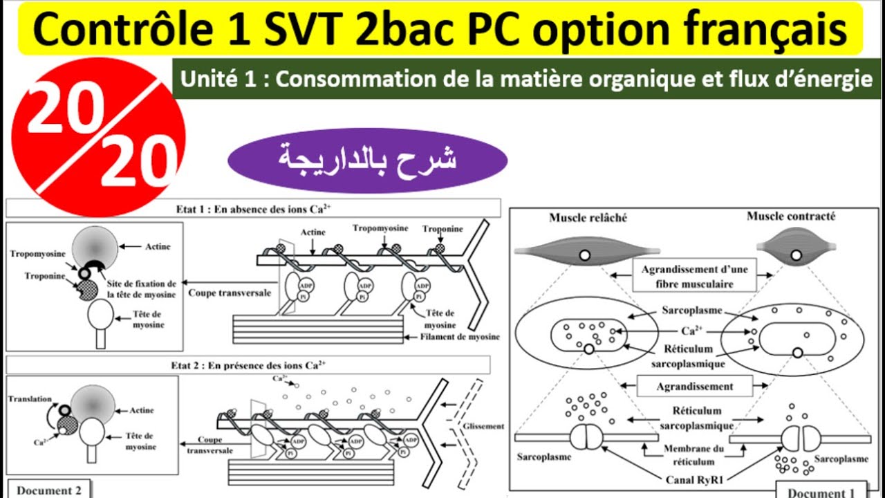 Contrôle 1 SVT 2bac pc option francais unité 1 (شرح بالداريجة) - YouTube