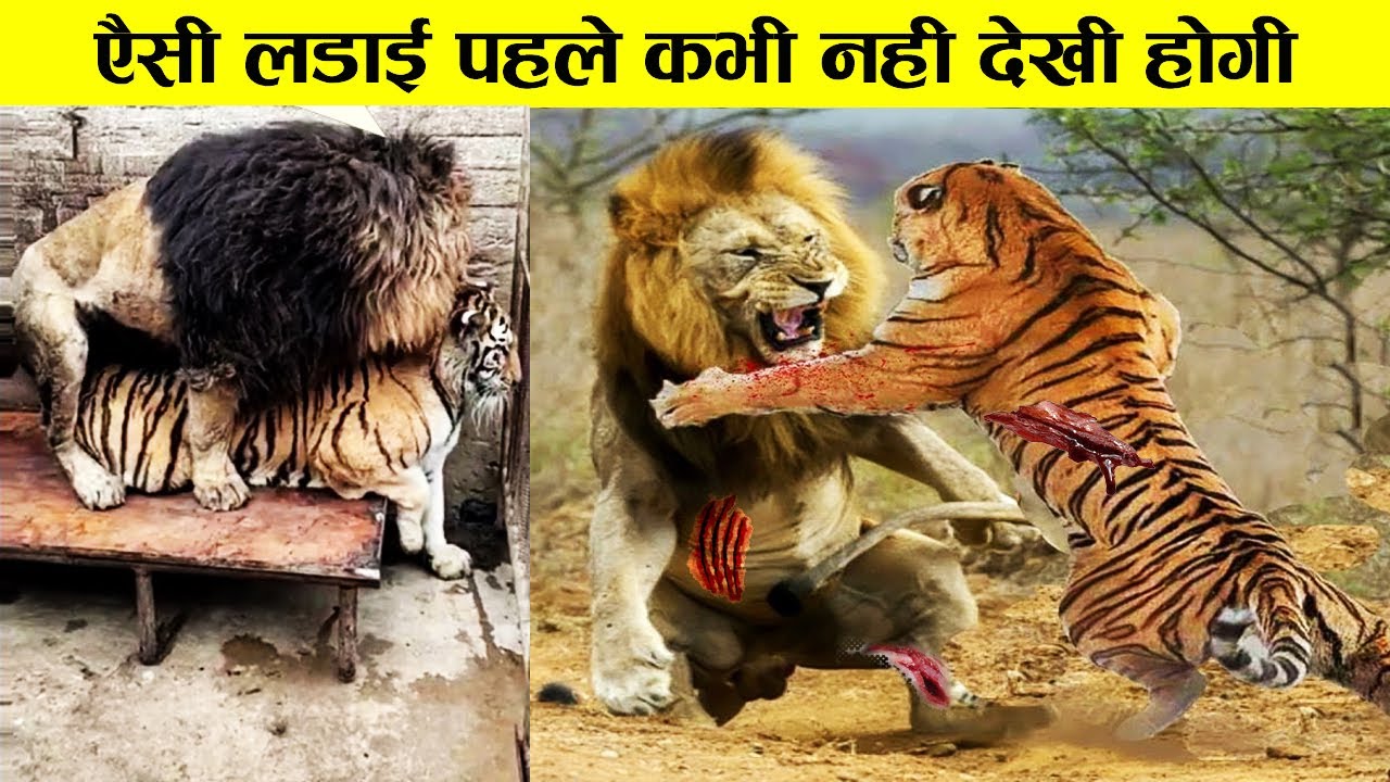 बाघ और शेर की लड़ाई मे कौन जीतेगा Tiger VS Lion - YouTube