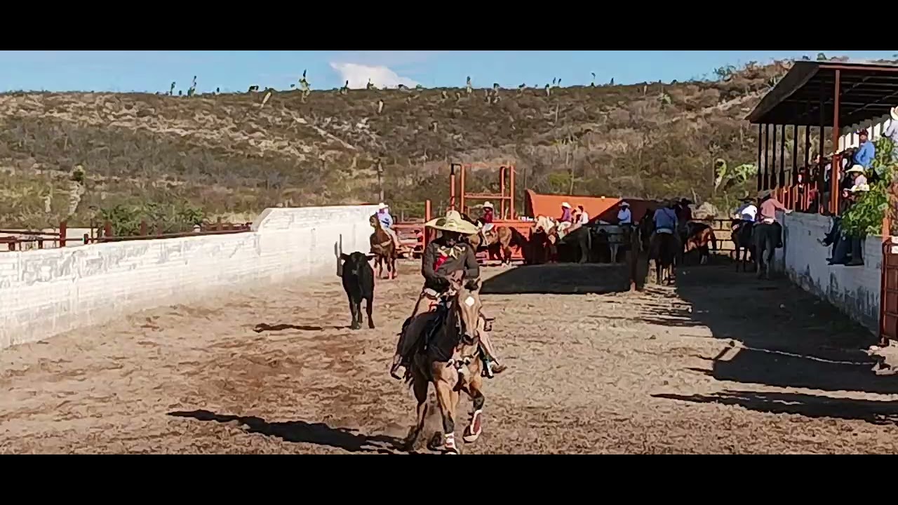 Coleadera en el Tanger, 21 de Diciembre 2024..(3) - YouTube