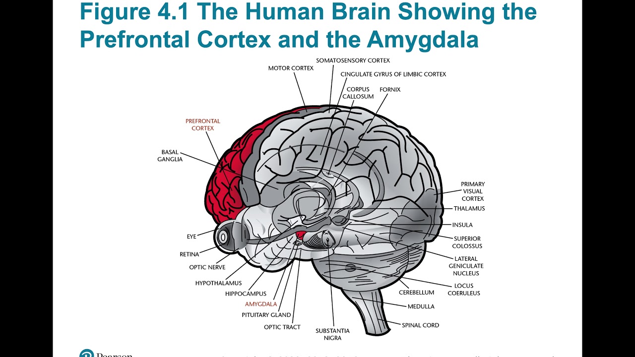 4 Contemporary BioSocial Theories - YouTube