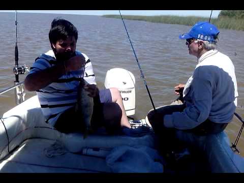 Pesca de bogas delta tigre - YouTube