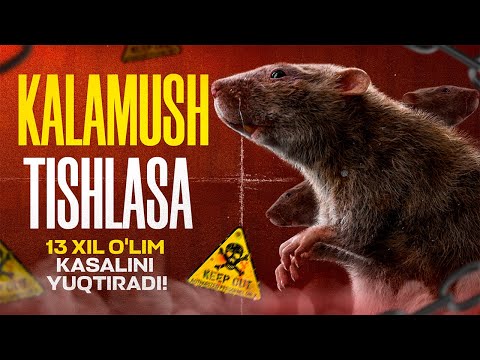 Kalamush tishlasa 13 xil o'lim kasalini yuqtiradi!