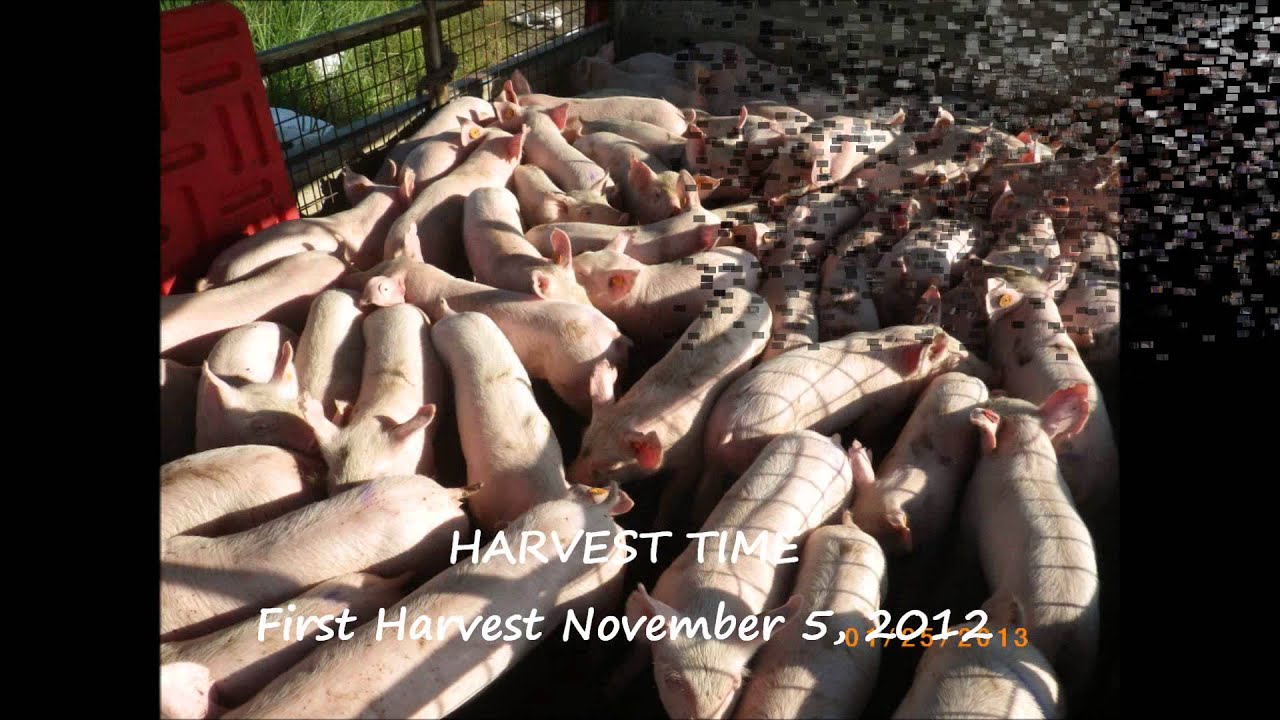 CALATA HOG BREEDING FARM presentation FINAL - YouTube