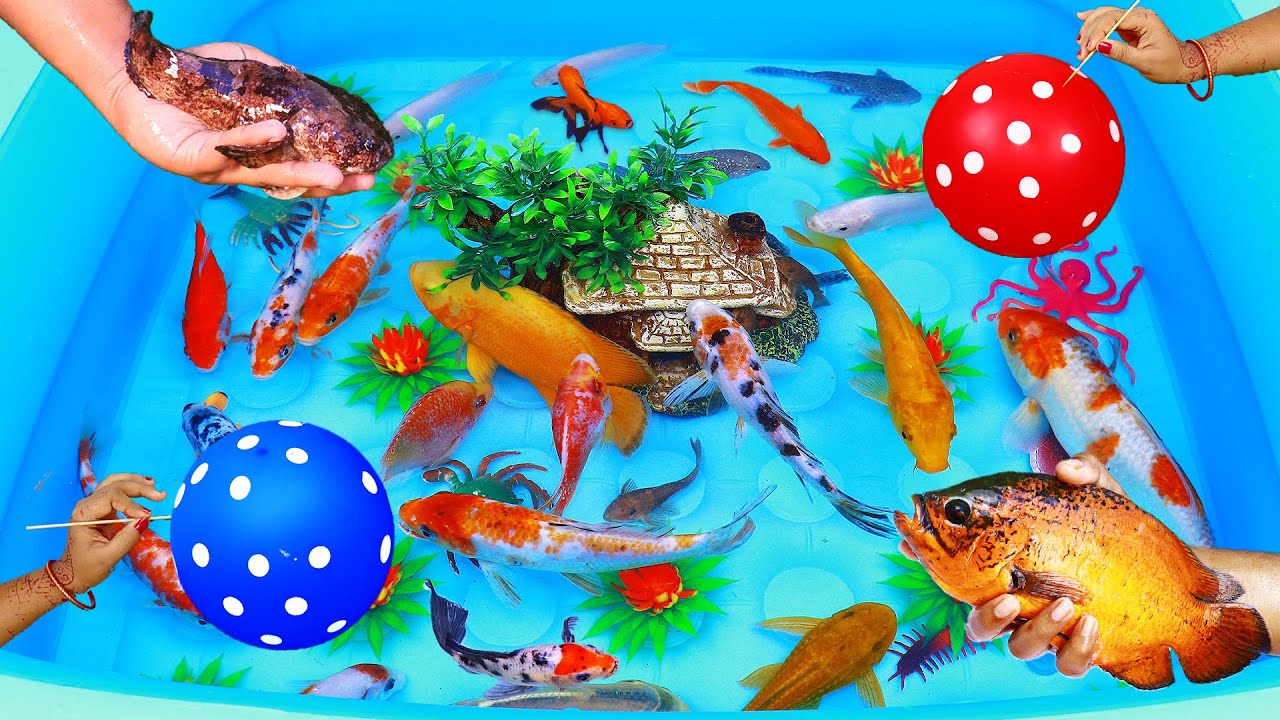 Colorful fishes coming out blue balloon || Fish with water animals ...