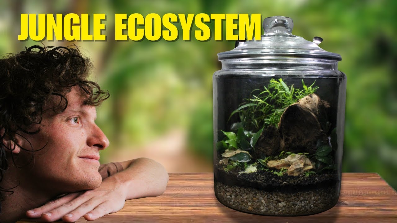 Terrarium 101: How To Make An Epic Jungle Ecosystem In Five Minutes ...
