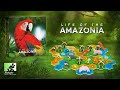 Life of the Amazonia | Board Game | BoardGameGeek