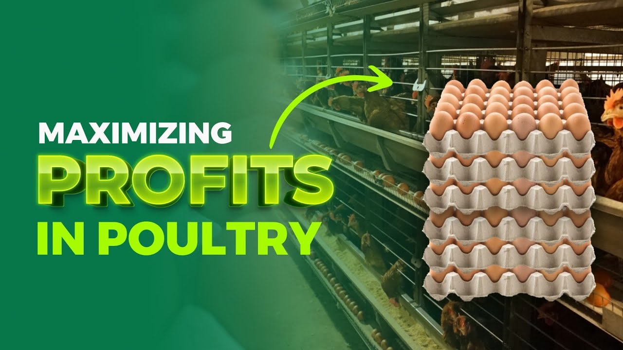 Maximizing Profits in Poultry: A Farmer's Guide to Layer Chickens ...