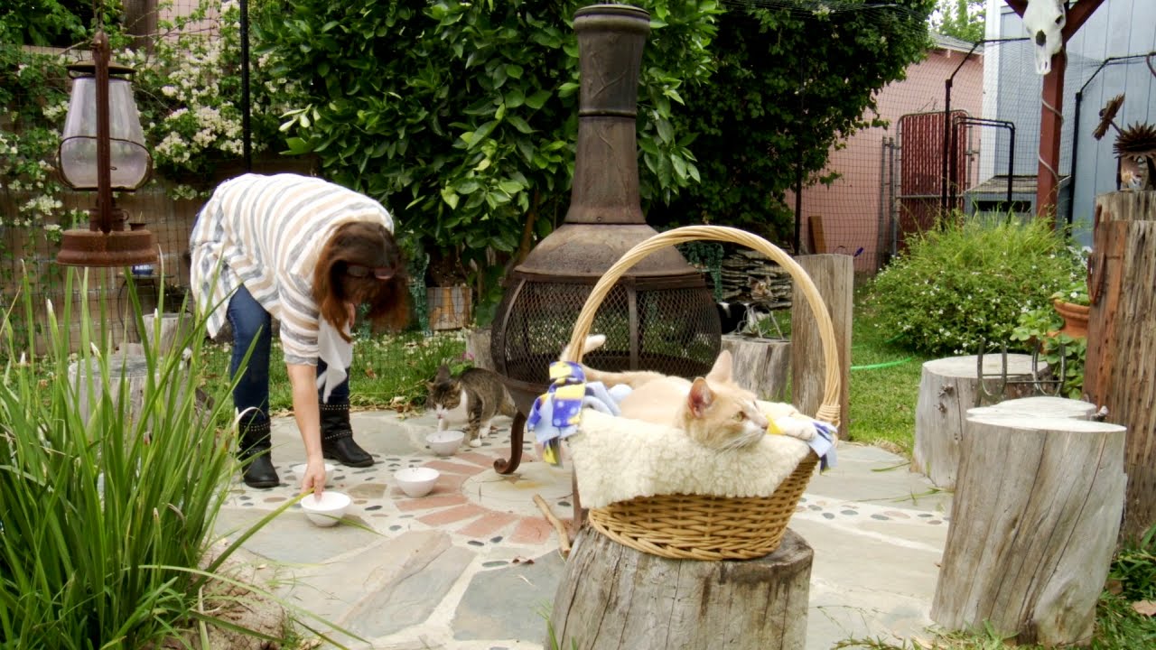 How Do You Like Meow: Blinky | My Cat From Hell - YouTube