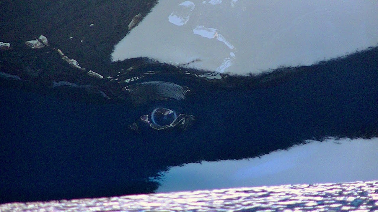 One Ocean (Full Show/Full HD) Jan 17 2015 12pm - SeaWorld Orlando - YouTube