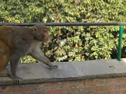 One-Legged Monkey - YouTube