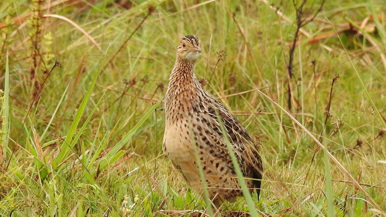 Codorna Amarela / Spotted Nothura (Nothura maculosa) - YouTube
