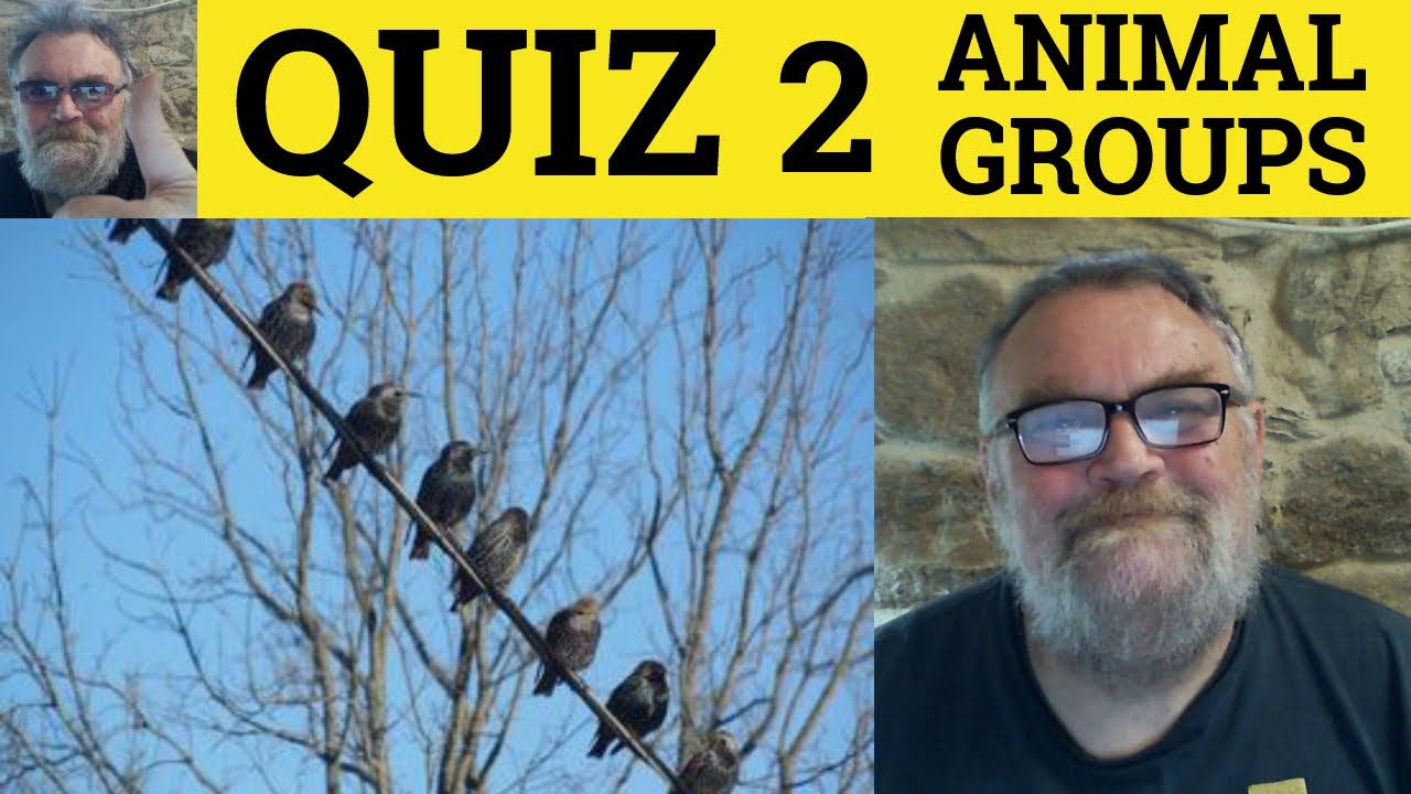 🔵 Collective Nouns for Animals Quiz 2 - Names of Groups of Animals ...