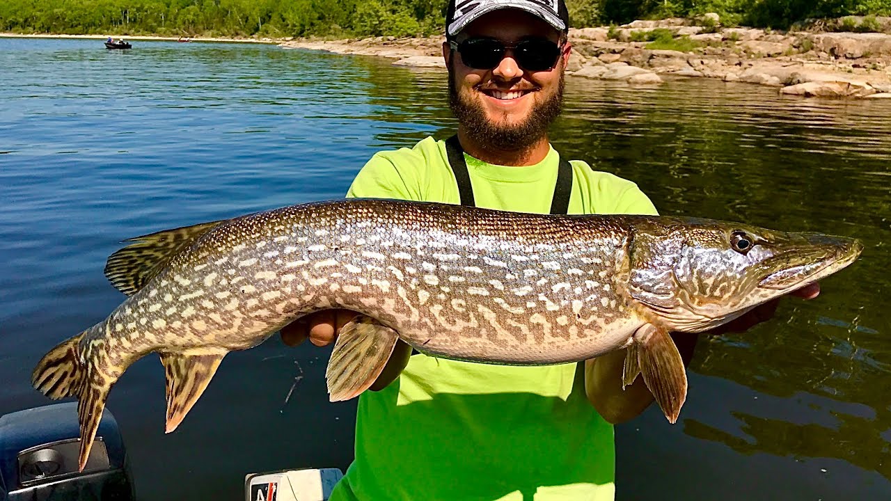 Fishing With Hotdogs For FAT Northern Pike - YouTube