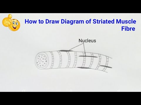 how to draw striated muscle fibre step by step | how to draw striated ...